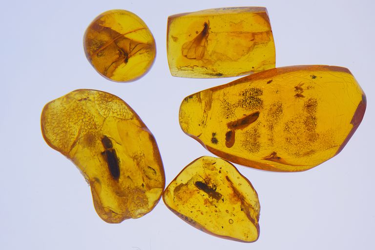 Amber Trade in Prehistoric Europe – From the Baltic to the ...