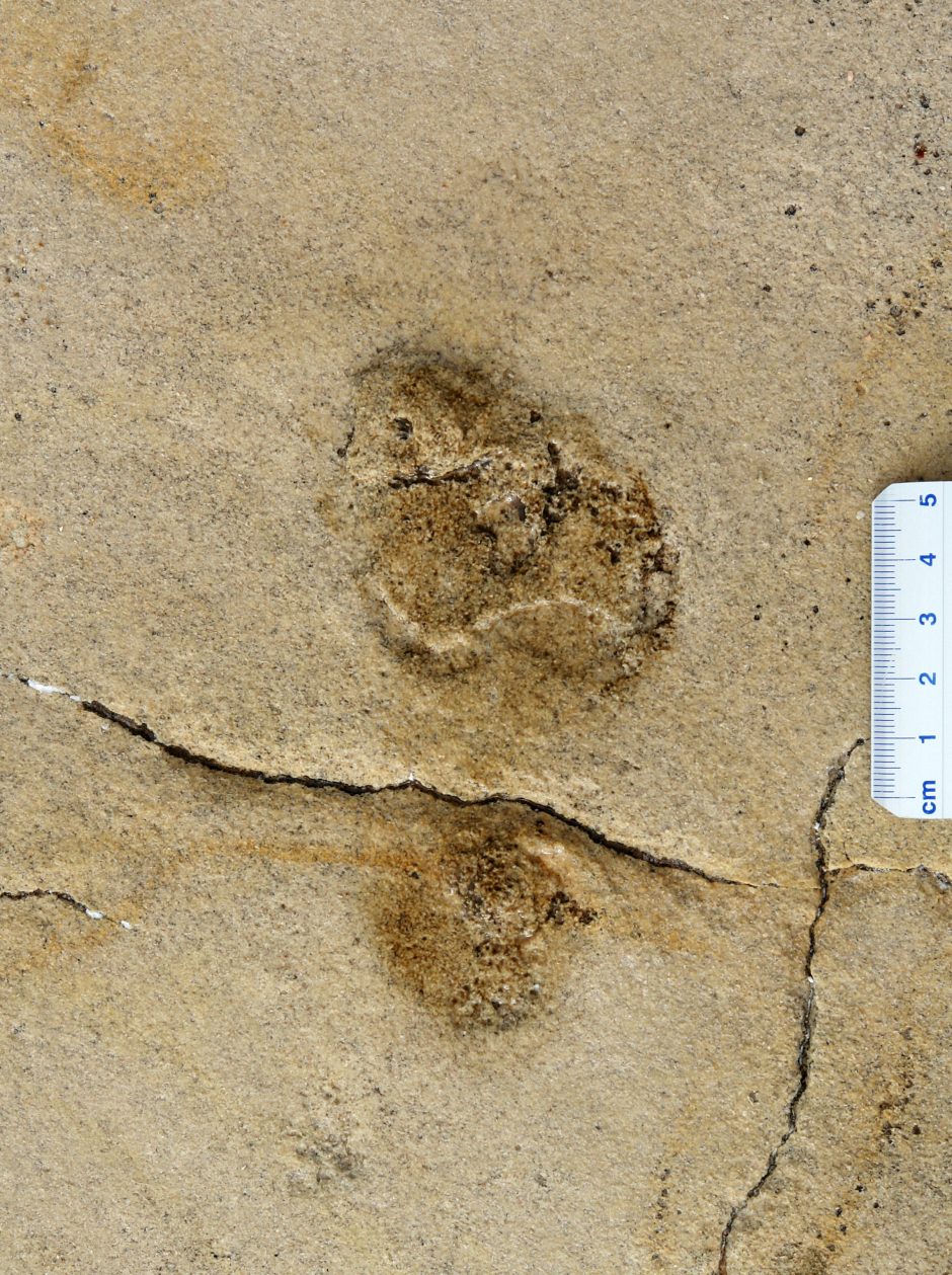 The oldest (5.7 Ma) human (hominin) footprint discovered in Crete ...