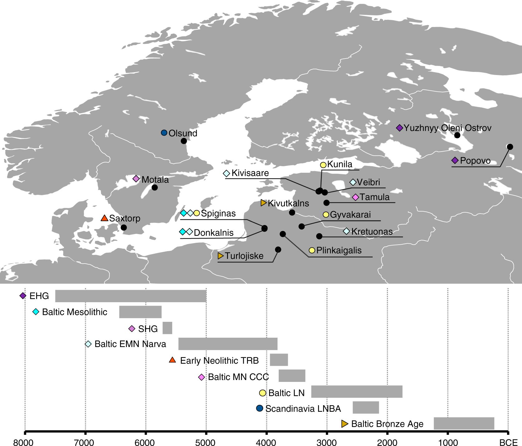 A Northern European population history based on human genomes analysis ...