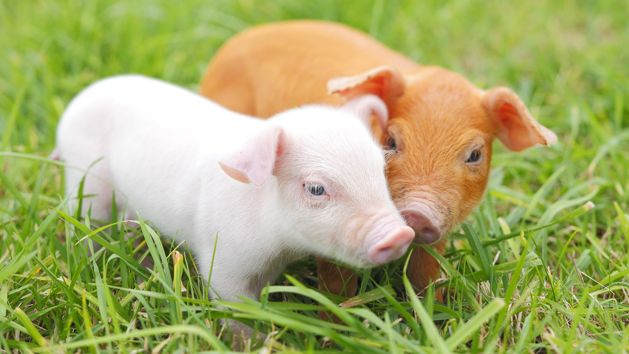 Domestication of pigs in Neolithic China 8,000 yBP- Likely ...