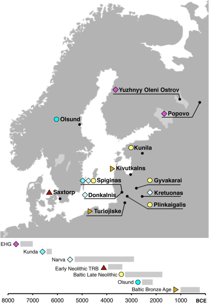 A Northern European population history based on human genomes analysis ...