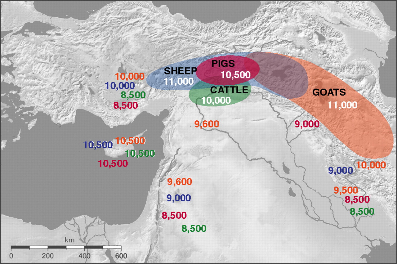Domestication and early agriculture in the Mediterranean Basin – Novo ...