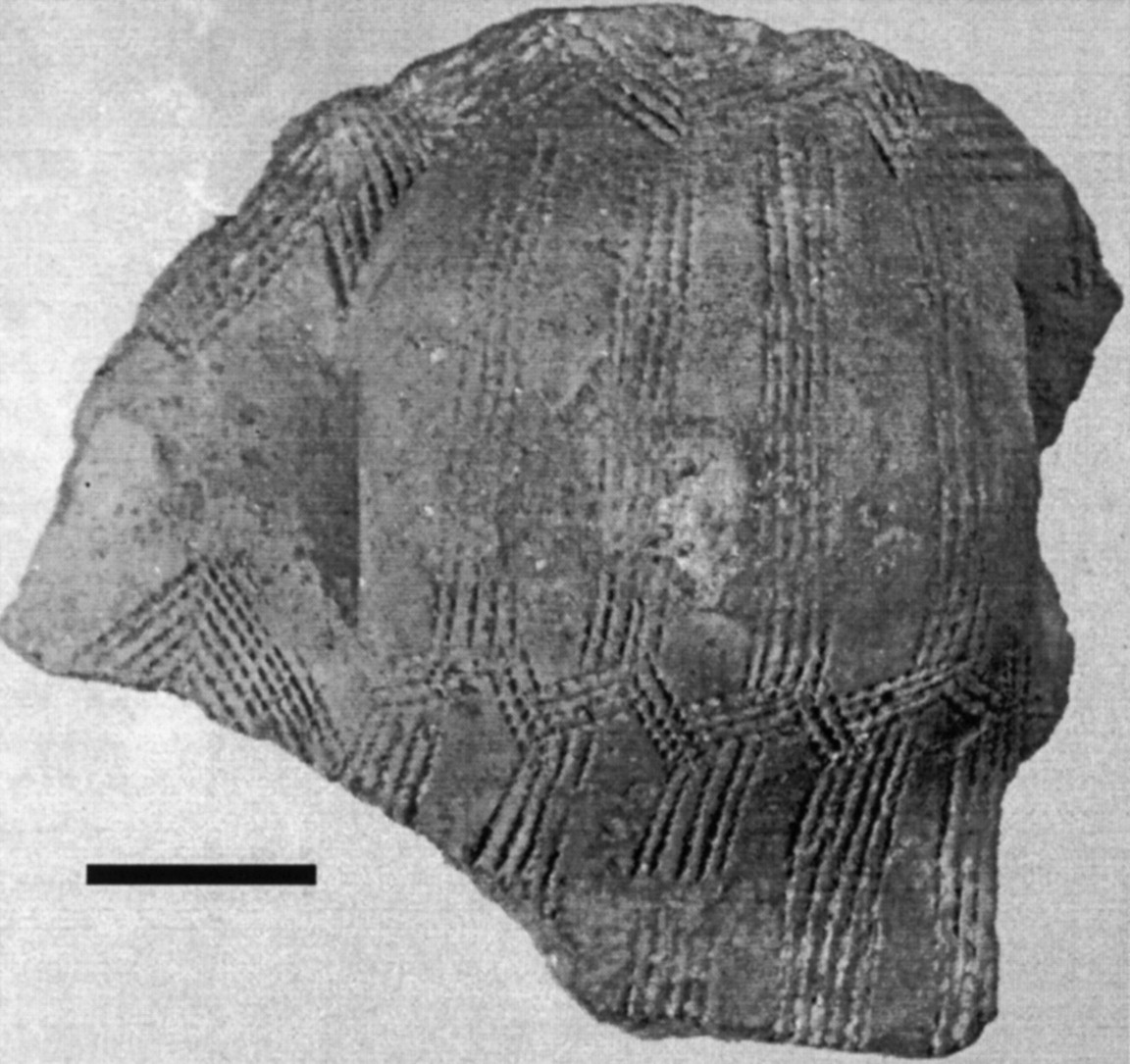 Evidence suggests that the Neolithic expansion took place from the East ...